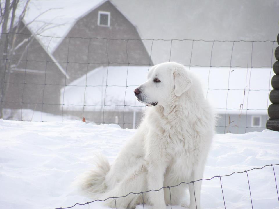 Breed of the Month: Great Pyrenees – Pet Naturals Blog