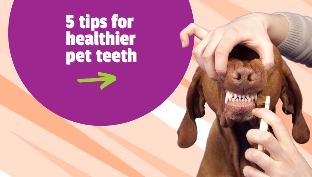 5 Paw-some Tips for Healthier Pet Teeth – Pet Naturals Blog